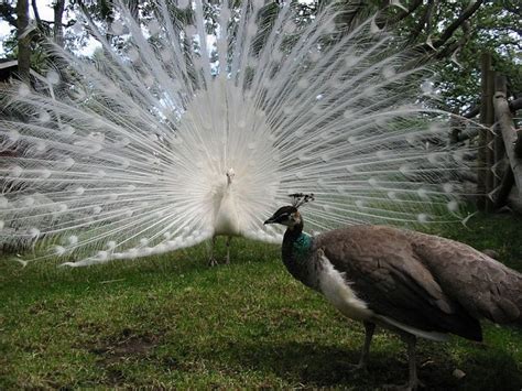 The White Peacock A Magnificent Bird Hubpages