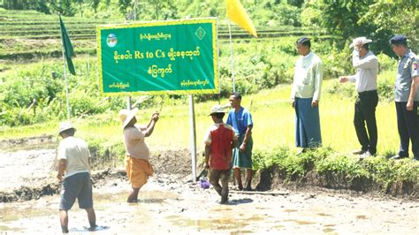 မက်မန်းမြို့၌ Sri ပျိုးသက်နုစိုက်နည်းစနစ် စံပြစိုက်ကွက်တွင် Du 12 မ