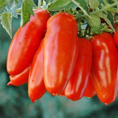 Tomato Seeds San Marzano Vegetable Seeds In Packets And Bulk Eden