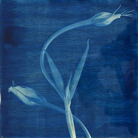 James Holroyd Flower Proof Series Ii 5 2013 Artsy