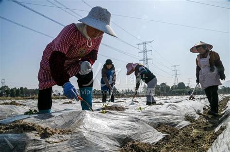 浙江金华：雨水节气 马铃薯出苗开膜助成长 人民图片网