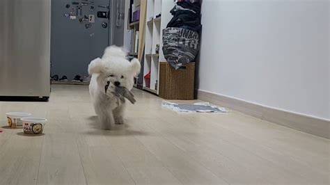 강아지가 할머니네 가면 생기는 일 강아지는 사랑입니다💕 Youtube