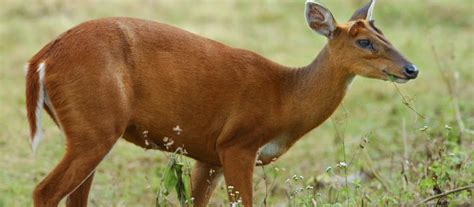 Indian Muntjac Deer Facts And Info Muntiacus Muntjak World Deer