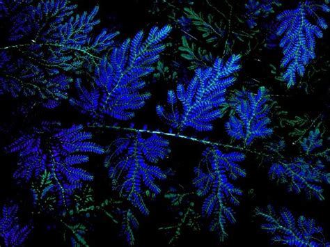 Cross Section With An Electron Microscope Plants Blue Plants