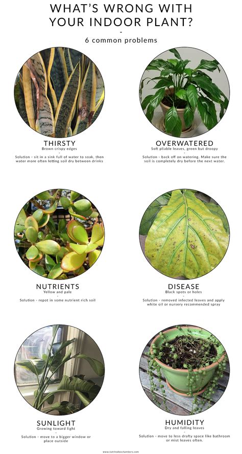 Whats Wrong With Your House Plant 6 Common Problems
