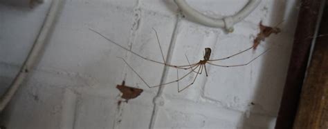 Cellar Spider Southern House Spider In Louisiana What To Know