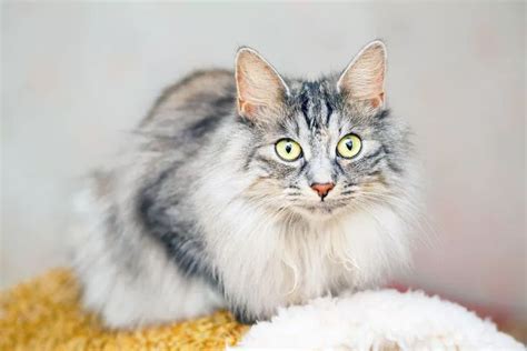 17 Long Haired Cat Breeds To Swoon Over