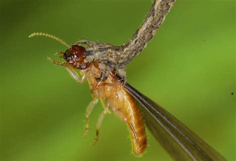 Hawaiian Carnivorous Caterpillar — Eupithecia Hawaiian Forest