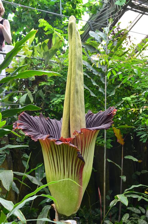 Spadix Inflorescence