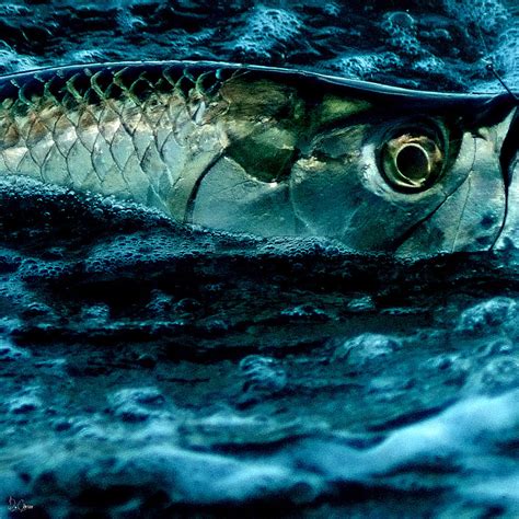 The Journey Photograph By David Cartee Fine Art America