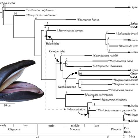 Pdf Juvenile Morphology In Baleen Whale Phylogeny