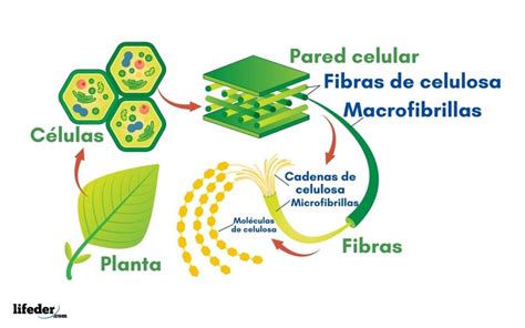 Dibujo De La Pared Celular De La Planta Morfología Y Fisiología De