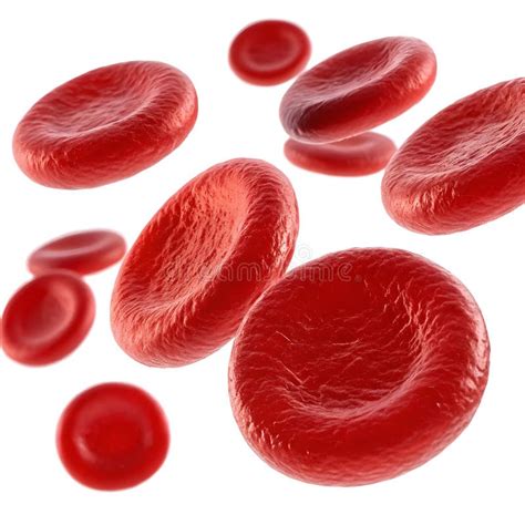 Erythrocytes Blood Cells Isolated On White Background Stock