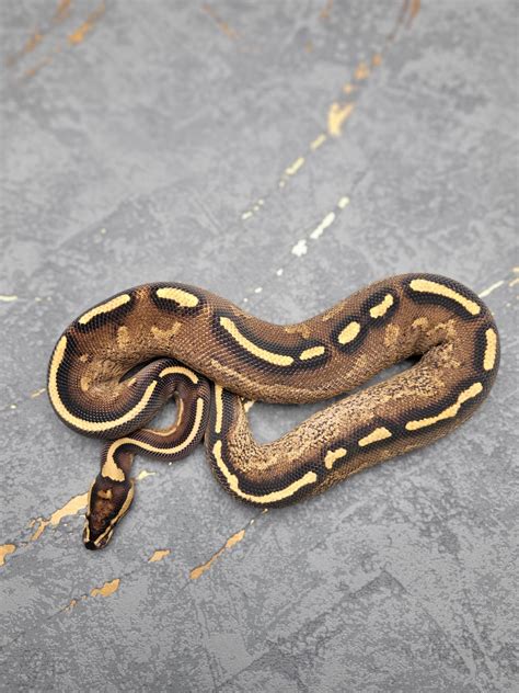 Super Gravel Ball Python By Mirko Bandl Morphmarket