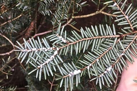 Invasive Hemlock Woolly Adelgid Infestation Identified In Leelanau