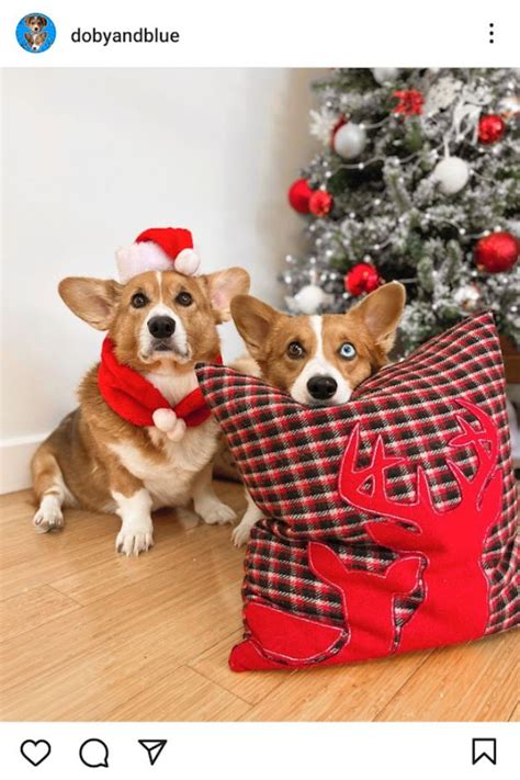 Pseći Influenceri Do Pratitelja Na 4 Noge Volim Pse