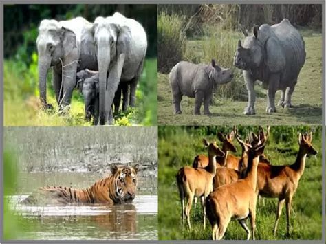 What Are National Parks Definition History Objectives Importance