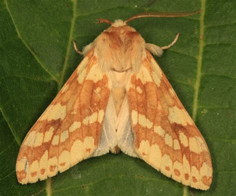 Spotted Tussock Moth Identification Life Cycle Facts And Pictures
