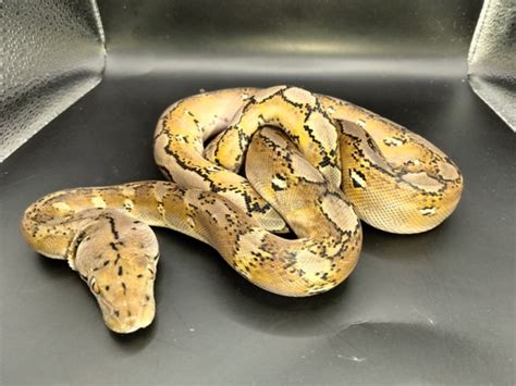 Paradox Platinum Citron Het Albino Reticulated Python By The Ivory