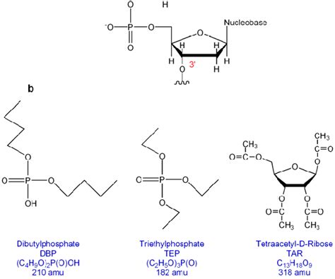 Molecular Structure Of The Dna Backbone Consisting Of The Sugar And The Download Scientific