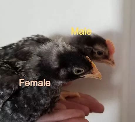 How To Identify Chick Breeds Artofit