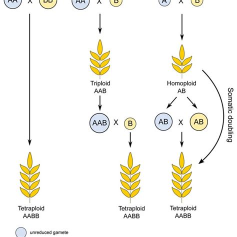 Chromosome Assocaitions In Allo And Autopolyploids From The Poaceae
