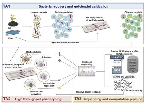Microfluidics Based Phenotype Screening To Identify Biothreat Agents