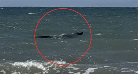 Dozens Of Swimmers Flee As Huge Predator Spotted In Shallows At Aussie Beach