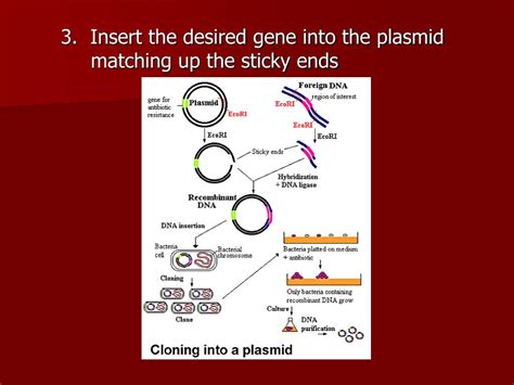 Ppt Restriction Enzymes Powerpoint Presentation Free Download Id
