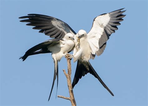 Swallow Tailed Kite Bird Swallow Tailed Kite