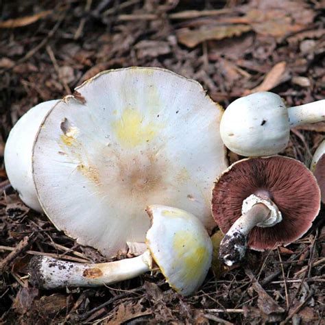 Agaricus Xanthodermus