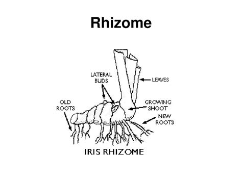 Ppt Plant Anatomy Powerpoint Presentation Free Download Id630170