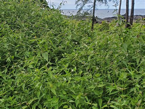 Chromolaena Odorata Devil Weed