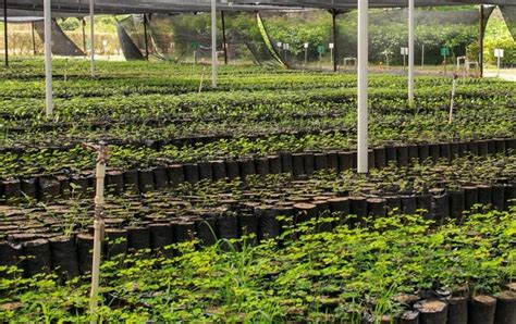 Con La Siembra De árboles Drummond Ltd Aporta A La Conservación Del Bosque Seco Tropical En El