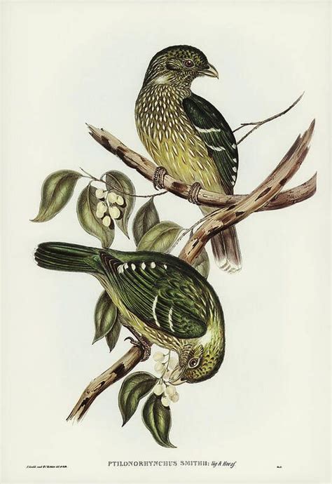 Cat Bird Art Print By World Art Collective Birds Of Australia John