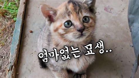 엄마에게 버림받은 묘생 😿 Youtube