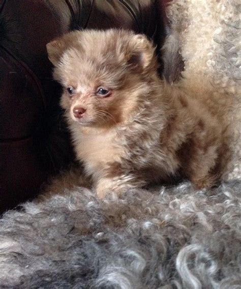 Pomeranian Chocolate Merle