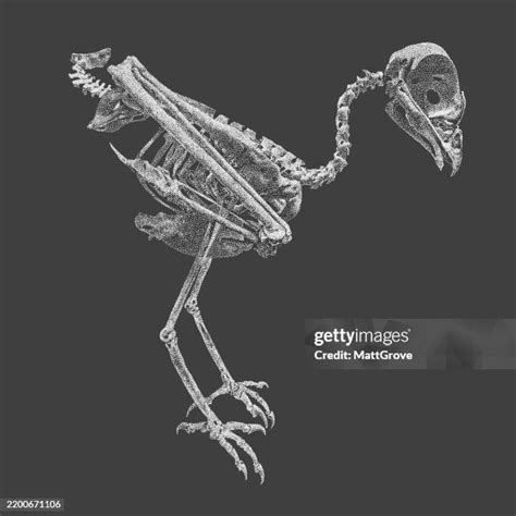 Buzzard Skeleton High Res Vector Graphic Getty Images