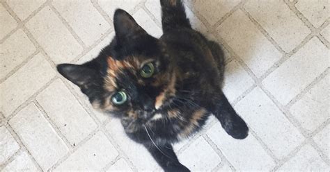 Saturday Catinee Morning Binga Summers Fabulous Cat Life