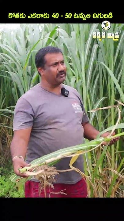 4 జి బుల్లెట్ నేపియర్ గడ్డి కోతకు 50 టన్నులు 4g Bullet Napier Grass