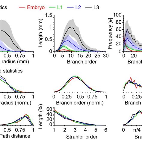 Branching Statistics Are Similar Throughout Developmental Scaling A B