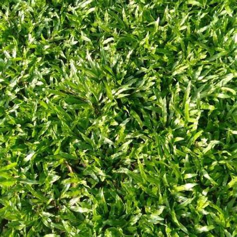 Green Natural Blade Lawn Grass At Best Price In Kolkata Sardar Enterprise