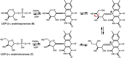 Biosynthesis Of Udp β L Arabinofuranoside For The Capsular