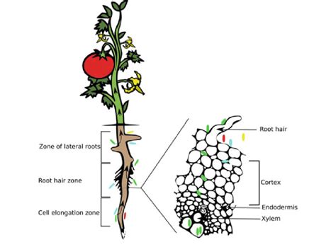 Living Inside Plants Bacterial Endophytes At Ethel Laskey Blog