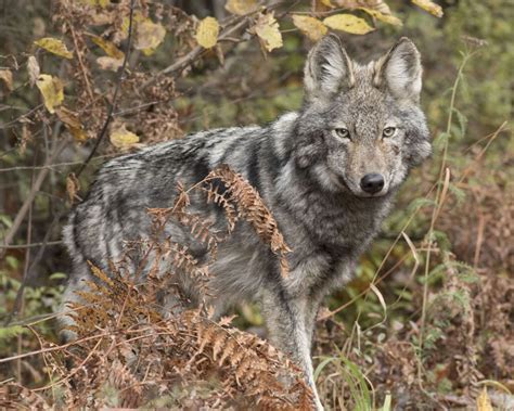 The Eastern Wolf Or Algonquin Wolf Canis Lupus Lycaon Or Canis Lycaon