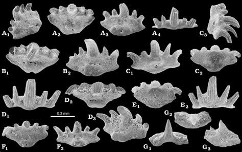 Cladodont Teeth From The Upper Viséan Of Cawdor Quarry Matlock