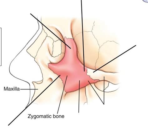 Labeling Zygomatic Bones Diagram Quizlet