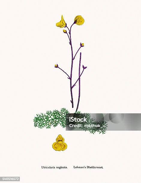 Bladderwort Carnivorous Plant Stock Illustration Download Image Now