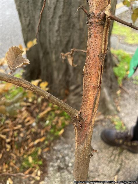 Cryphonectria Carpinicola Crynca Photos Eppo Global Database