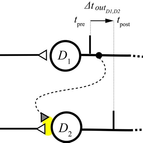 Lateral Excitatory Heterosynaptic Junction The Area Of Synapse